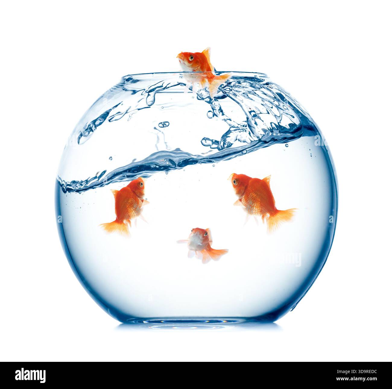 Goldfish jumping out of glass bowl against white background Stock Photo ...