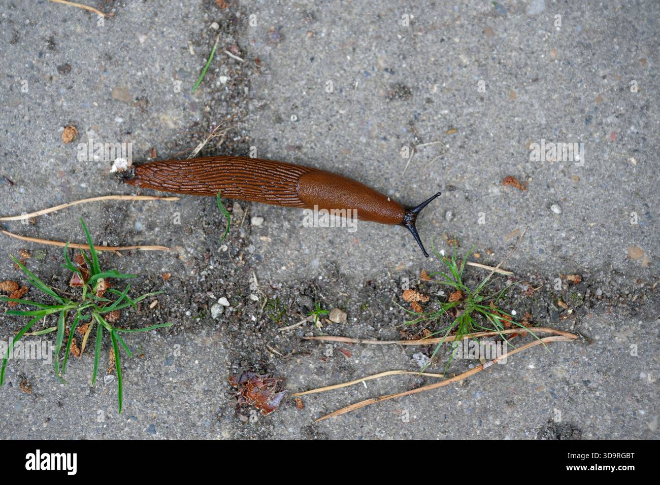 A brown slug moves slowly across uneven pavement where bits of soil ...