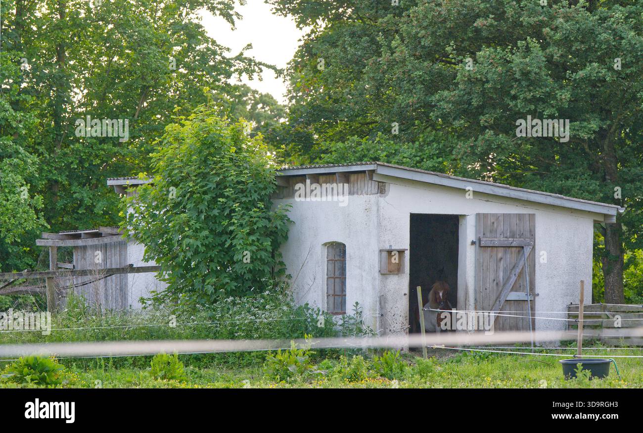A rustic white barn with wooden doors surrounded by lush greenery and ...