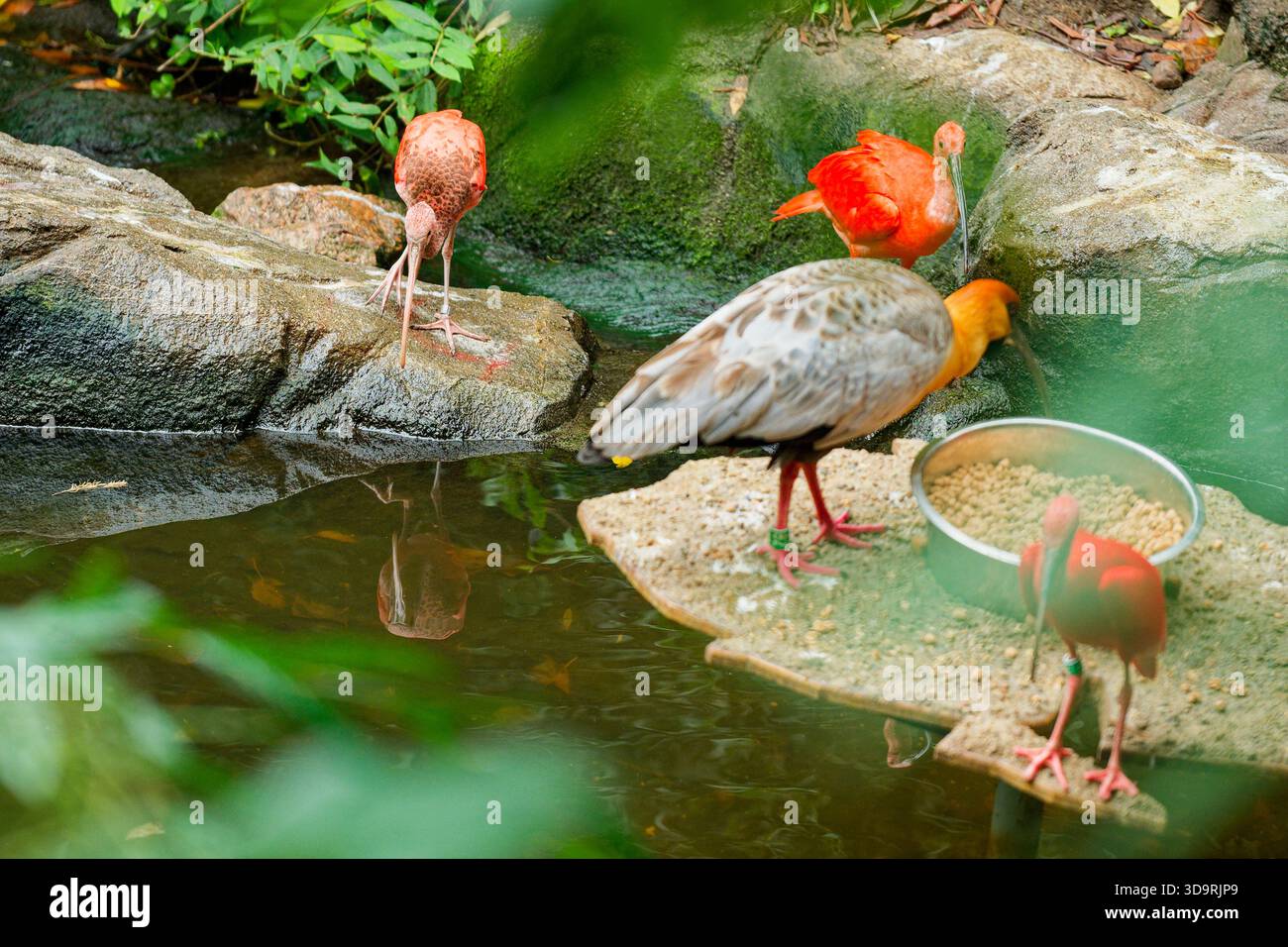 Brightly colored birds with pink legs and beaks feed from a large metal ...