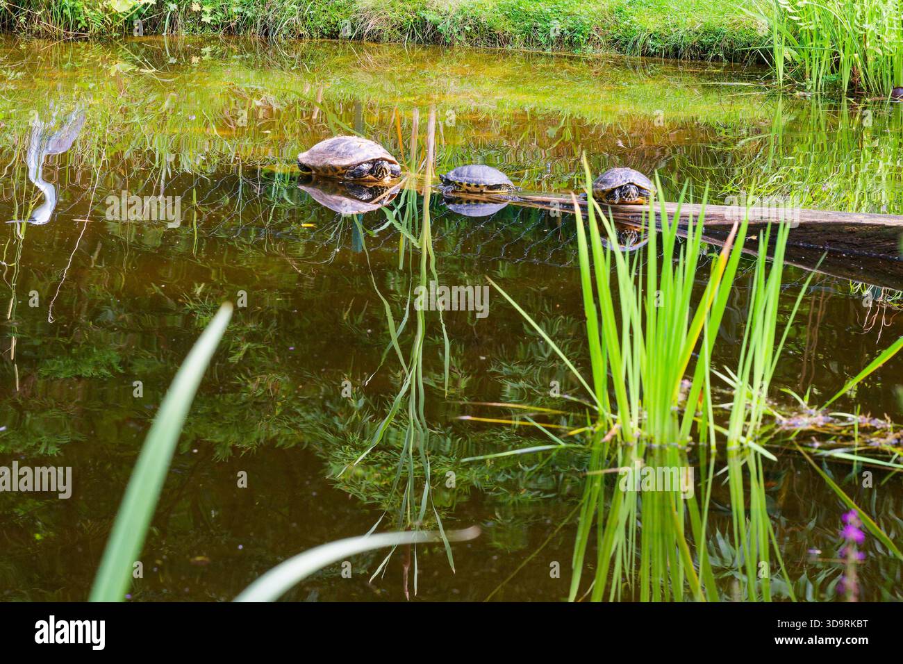 Three turtles rest together on a surface in the water surrounded by ...
