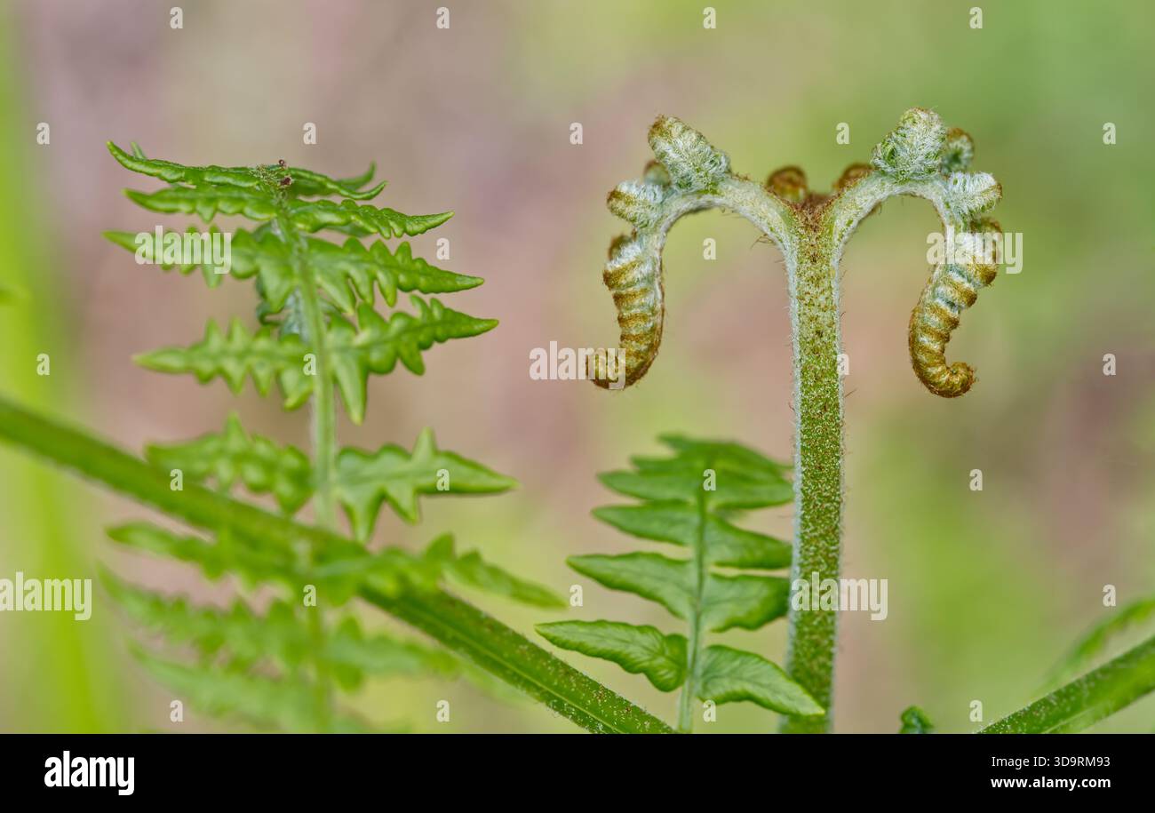 An unusual botanical specimen shows a fuzzy hairy stem splitting into ...
