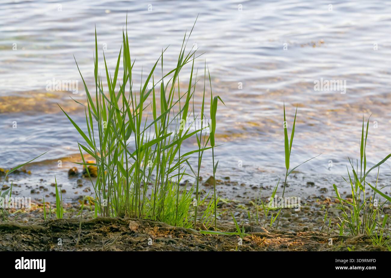 Tall green stalks of marsh grass grow along a coastal shore where the ...
