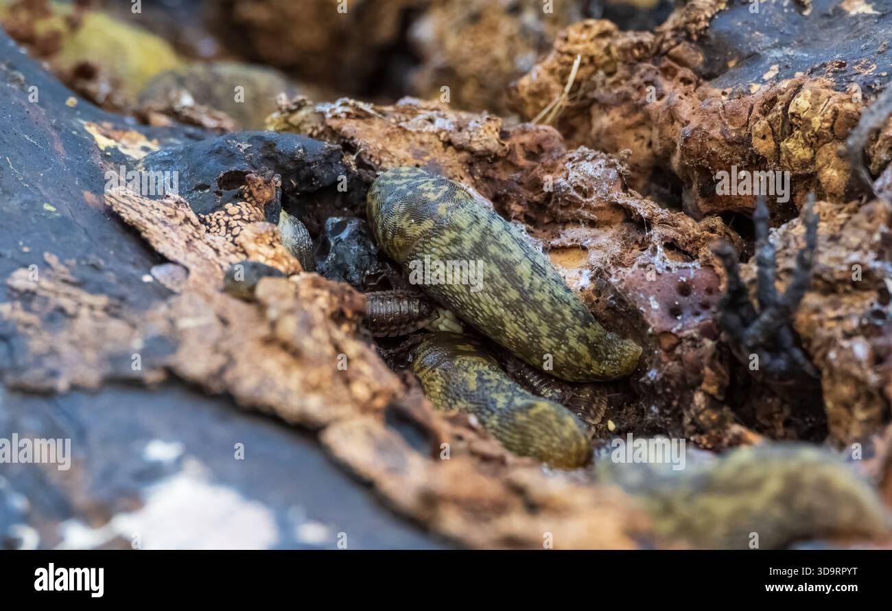 Green Cellar Slug (Limacus maculatus) feeding on decaying wood ...