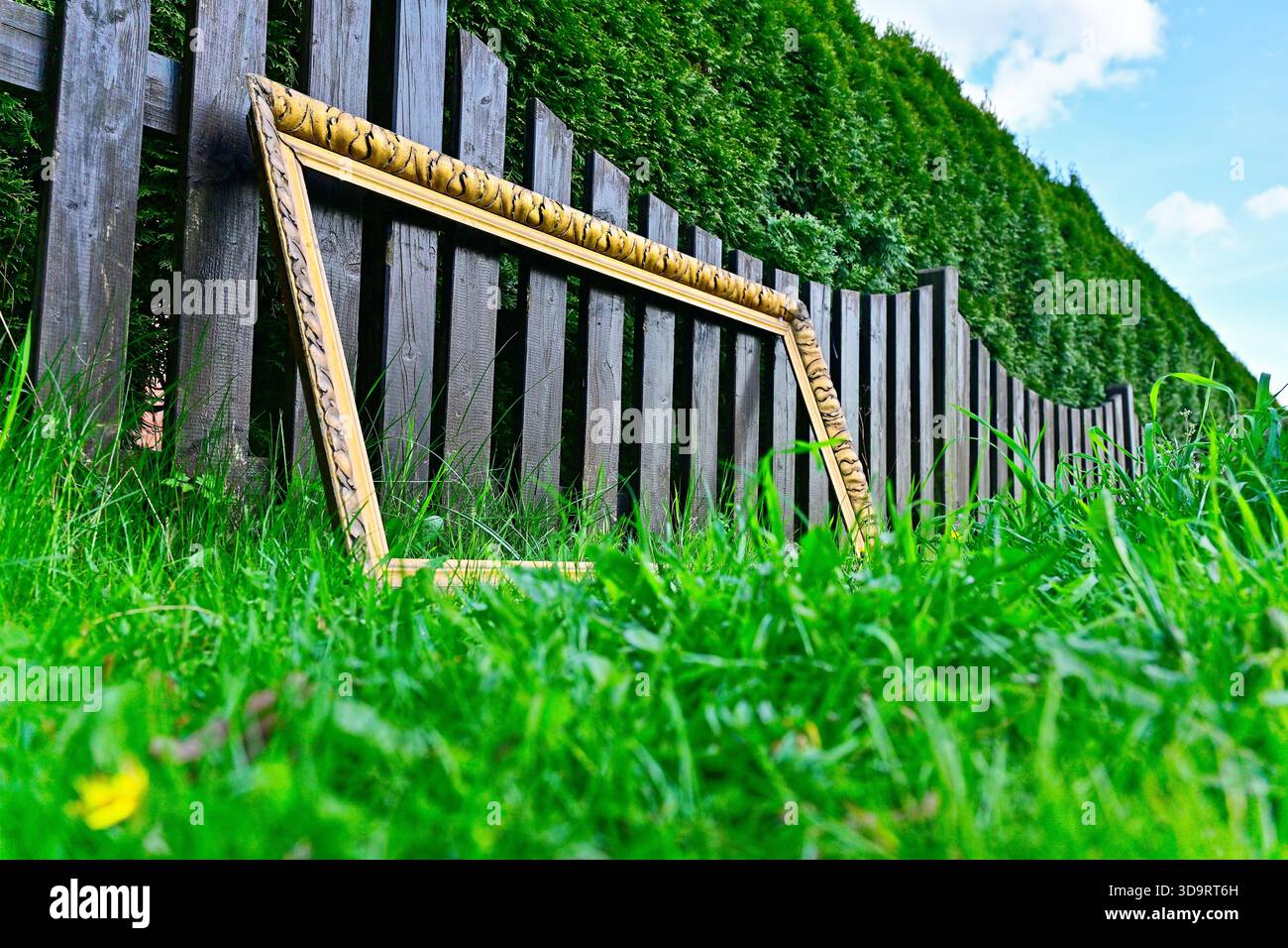 An ornate gold frame with leafy decor is propped on a tidy fence ...