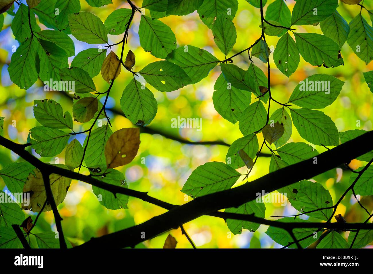 Crowded clusters of autumn leaves fill the view and soften the distant ...