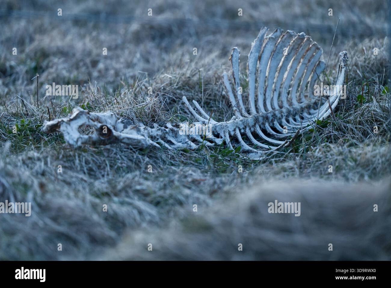 A close-up view of a skeletal remains lying on dry grass, showcasing ...