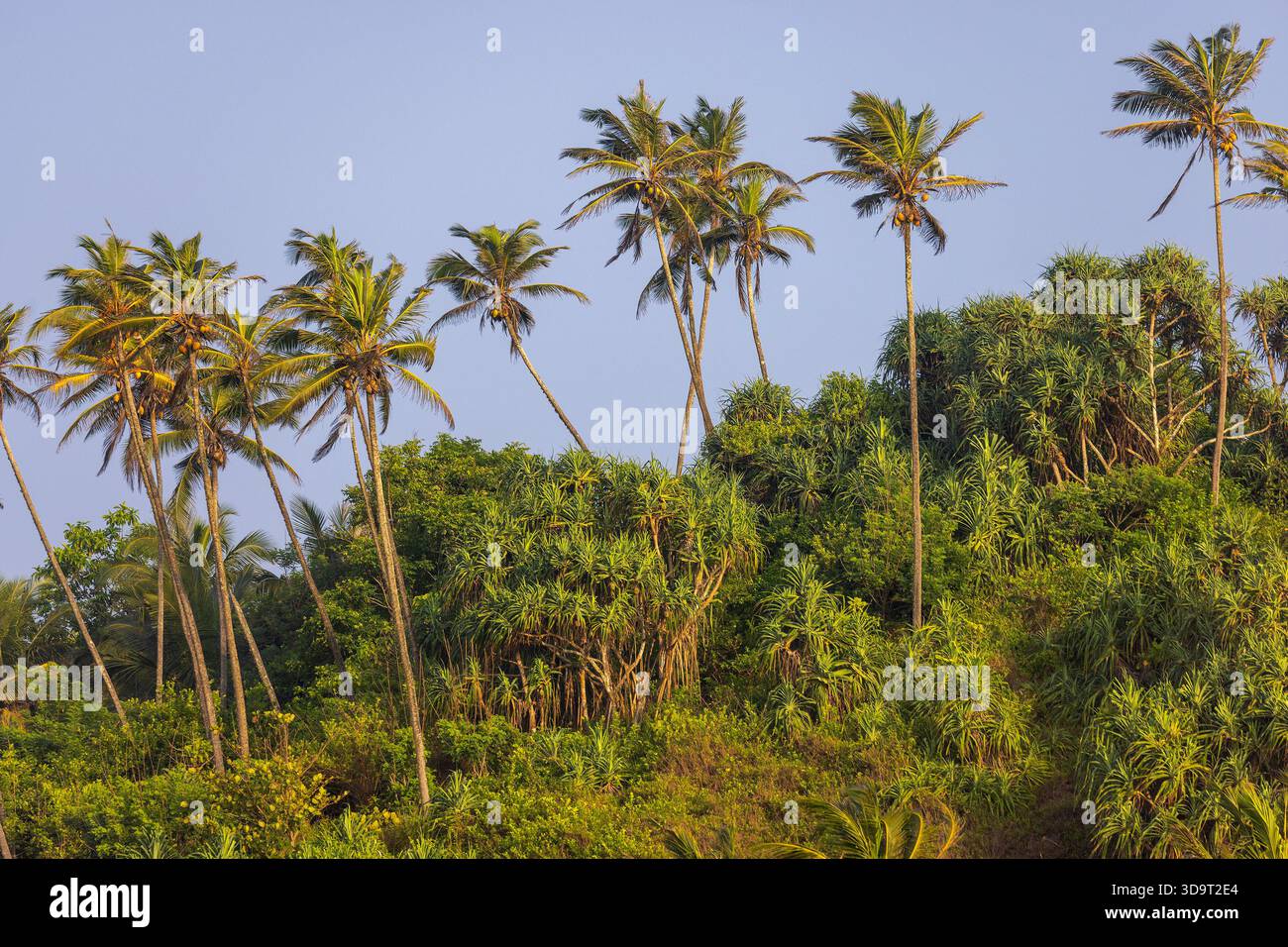 Tropical Coastal Vegetation and Palm Trees in Warm Afternoon Light, Sri ...