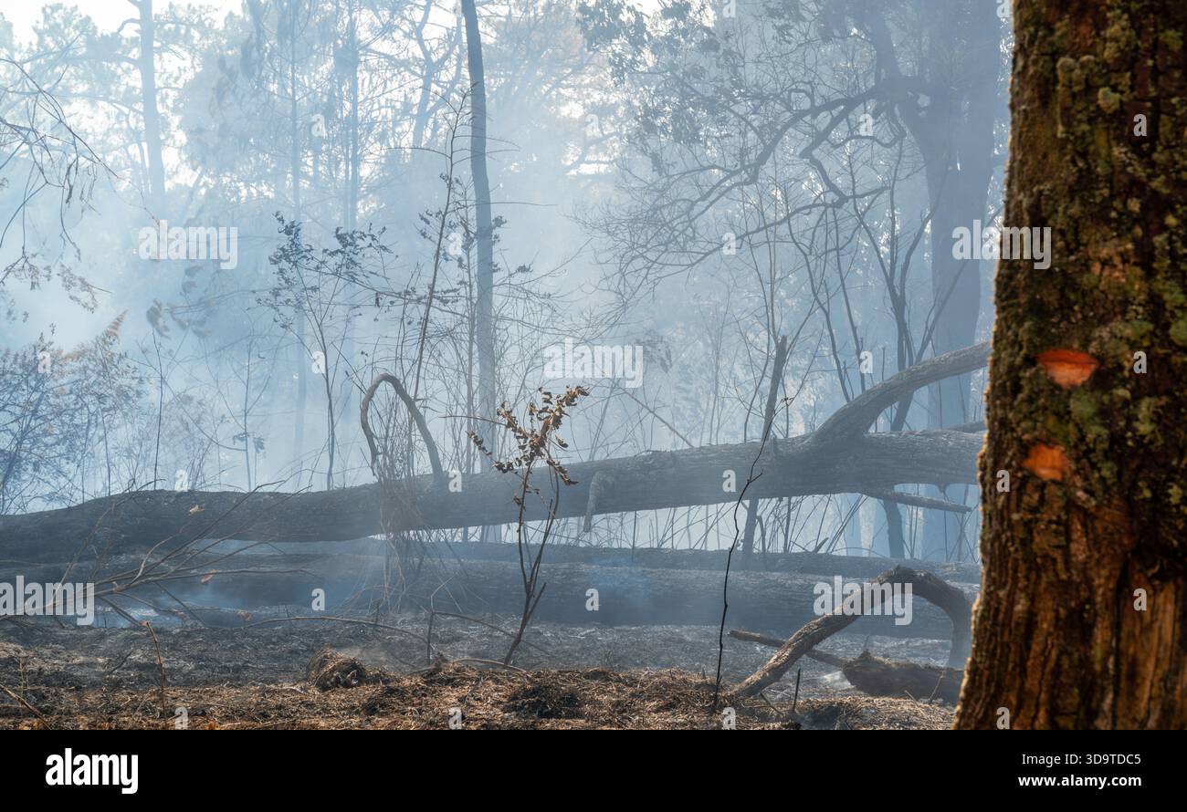 After Bushfires burning in tropical forest, wildlife can perish as a ...