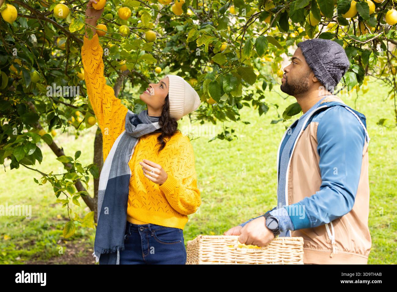 Diverse couple harvesting lemons under lemon tree branches in grassy ...