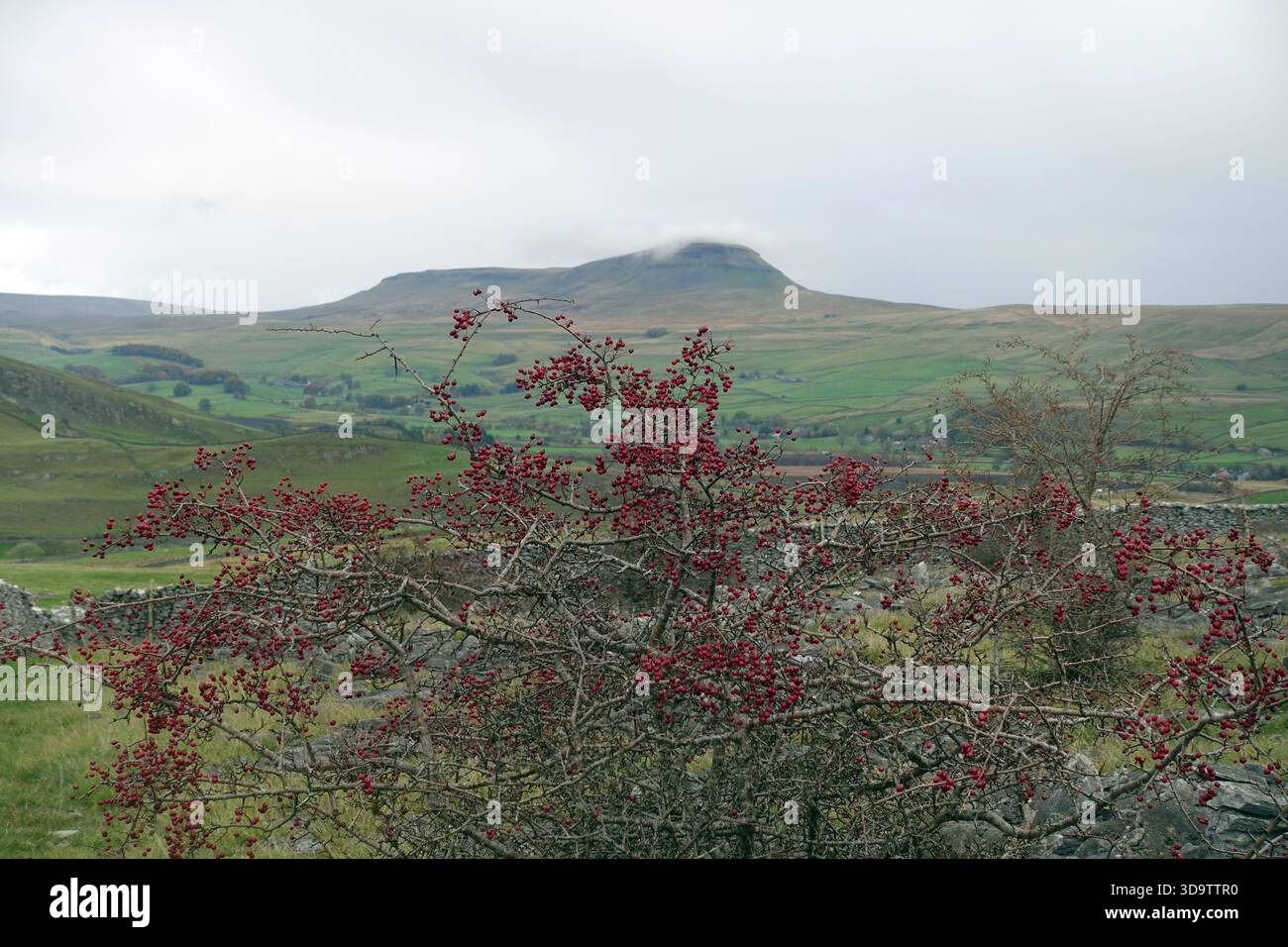 A Hawthorn Tree & Pen-y-ghent (one of the Yorkshire 3 Peaks) from the ...