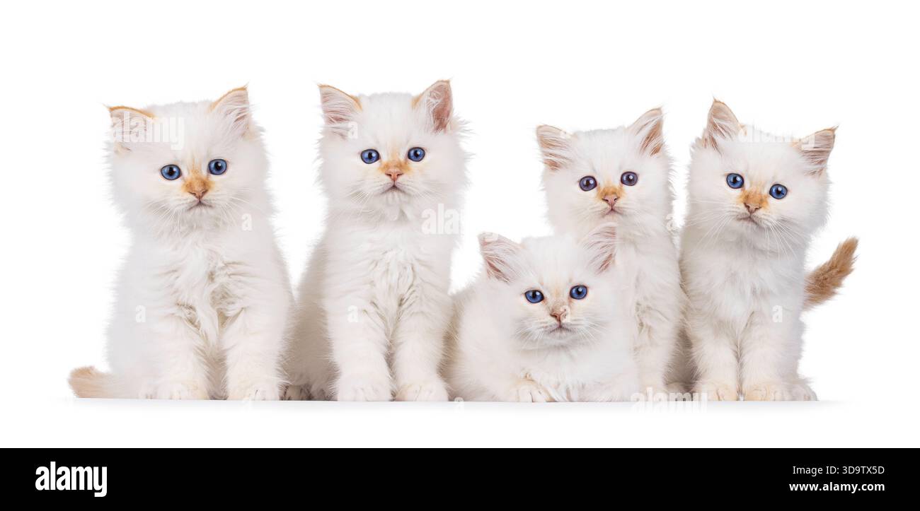 Blue eyed baby close Cut Out Stock Images & Pictures - Alamy