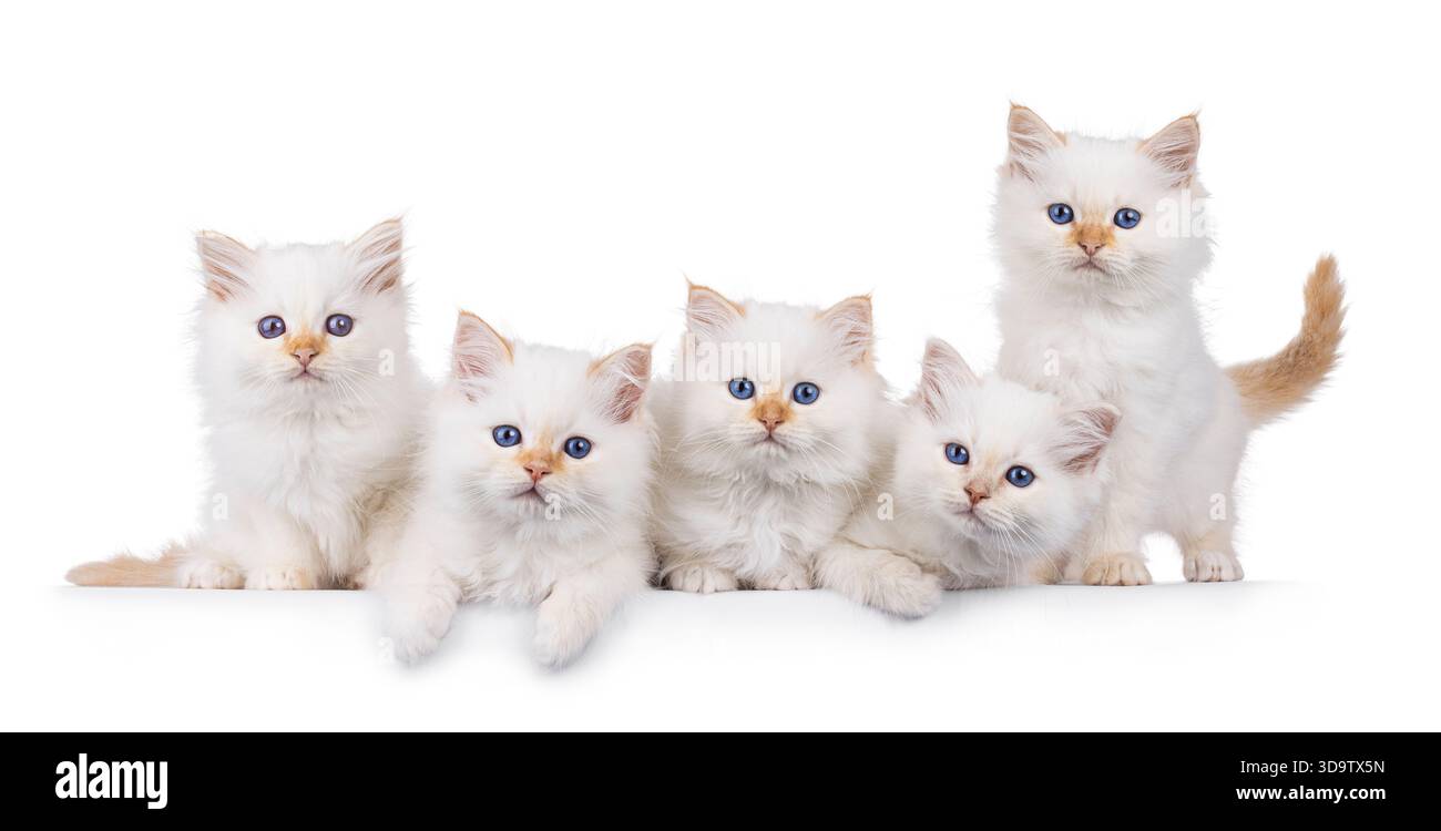 Blue eyed baby close Cut Out Stock Images & Pictures - Alamy