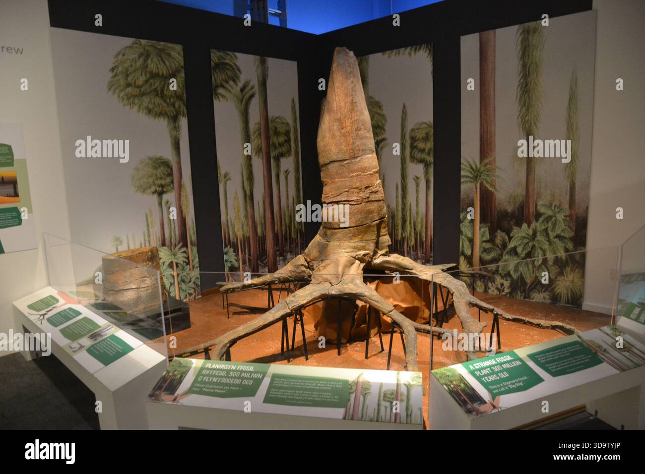 Brymbo Fossil Forest, National Museum of Wales, Cardiff, in the gallery ...