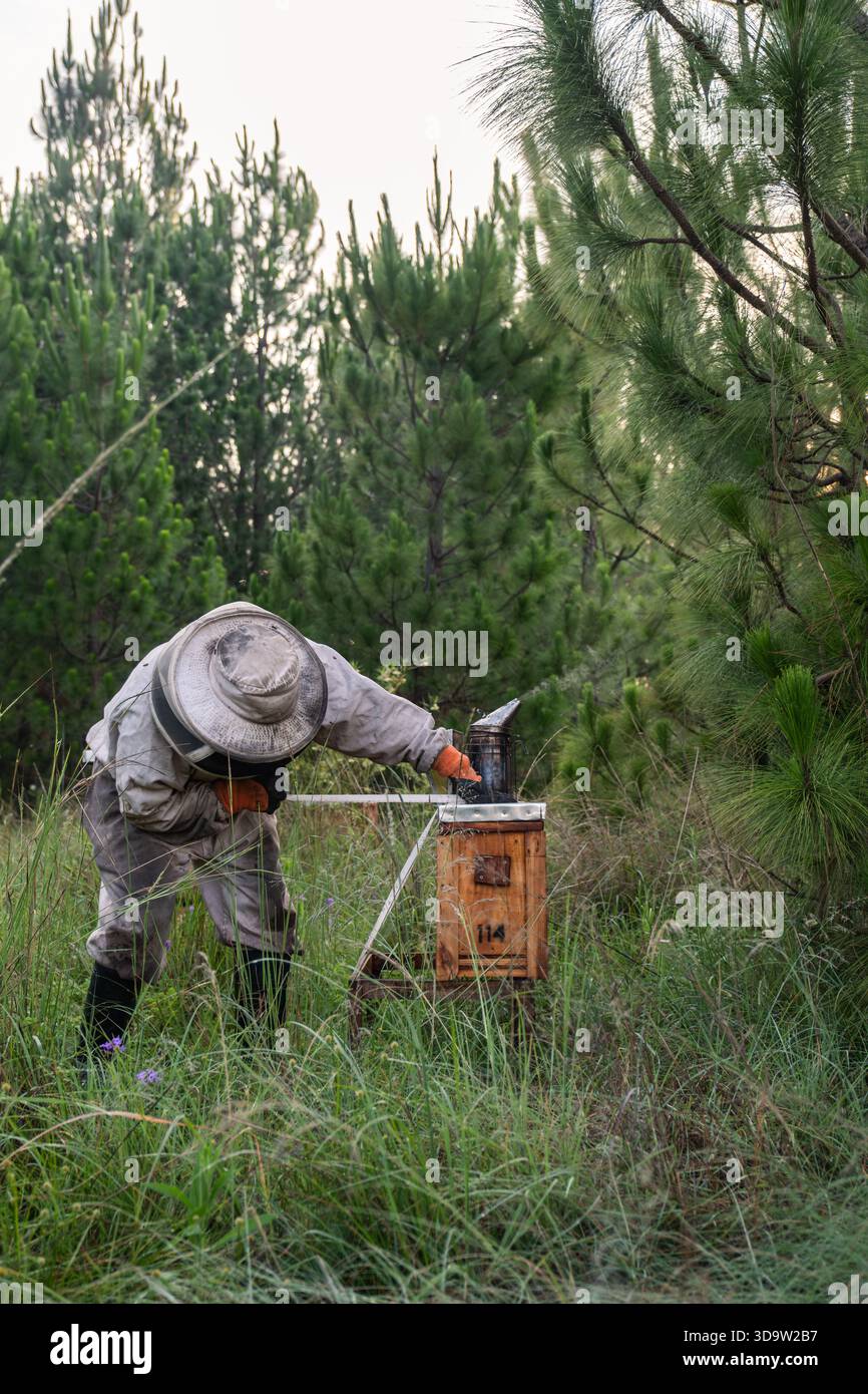 Bee smoker beekeeper apiary hi-res stock photography and images - Alamy