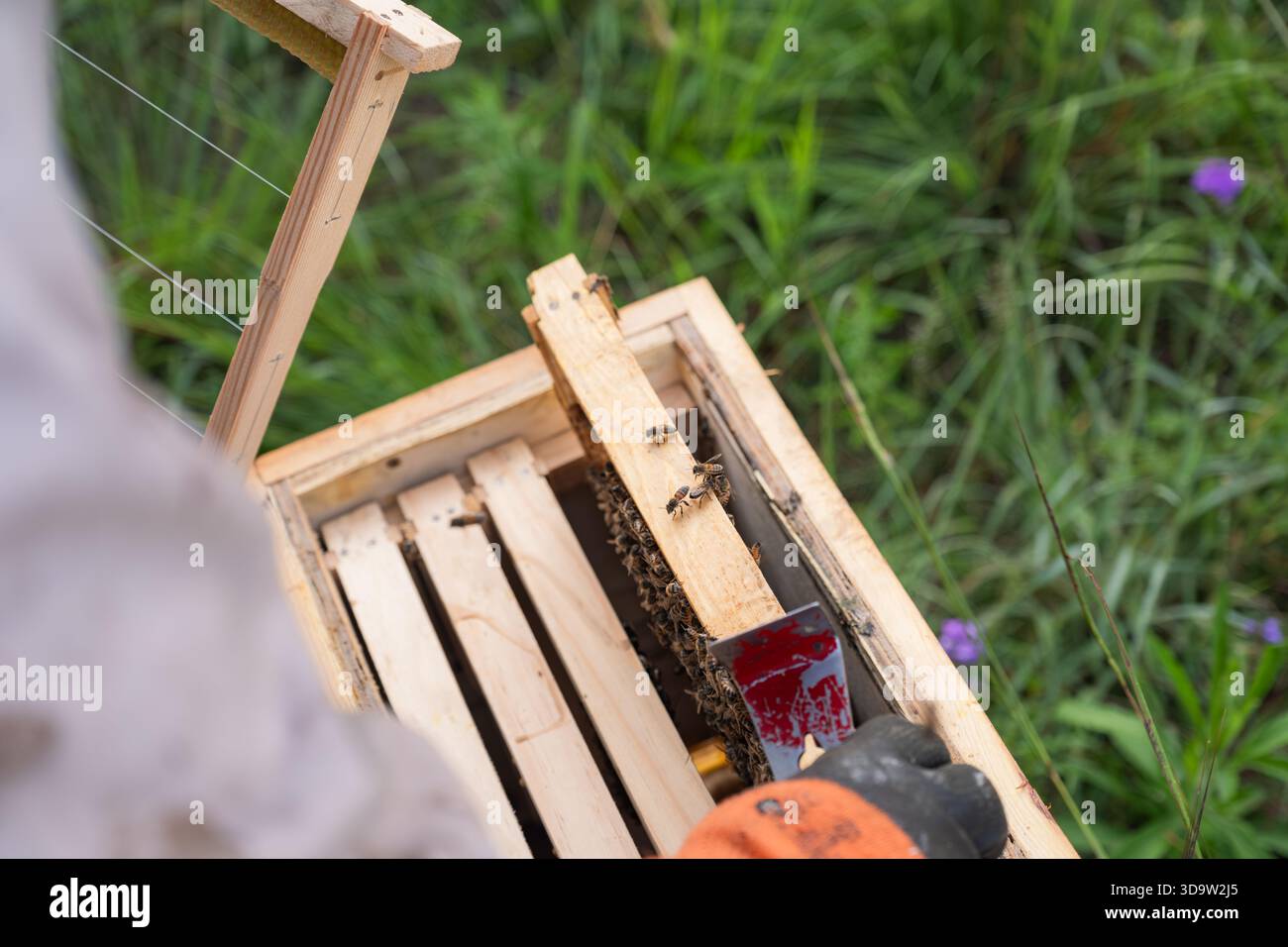 Beekeeper lifting frame bees hi-res stock photography and images - Alamy