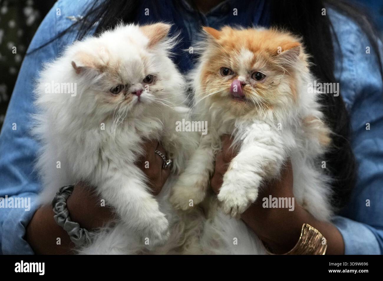 A woman holds her cats during a championship cat show in Ahmedabad, India, Sunday, Dec. 7, 2025 ...