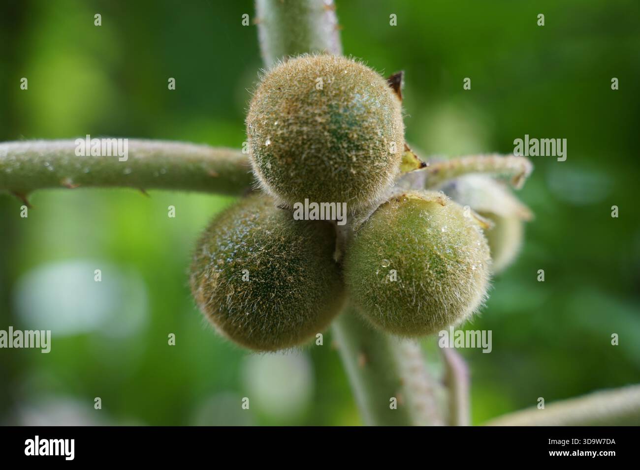 Hairy fruited eggplant hi-res stock photography and images - Alamy