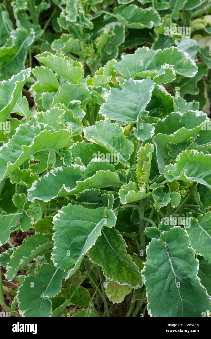 Daubenton perennial kale hi-res stock photography and images - Alamy