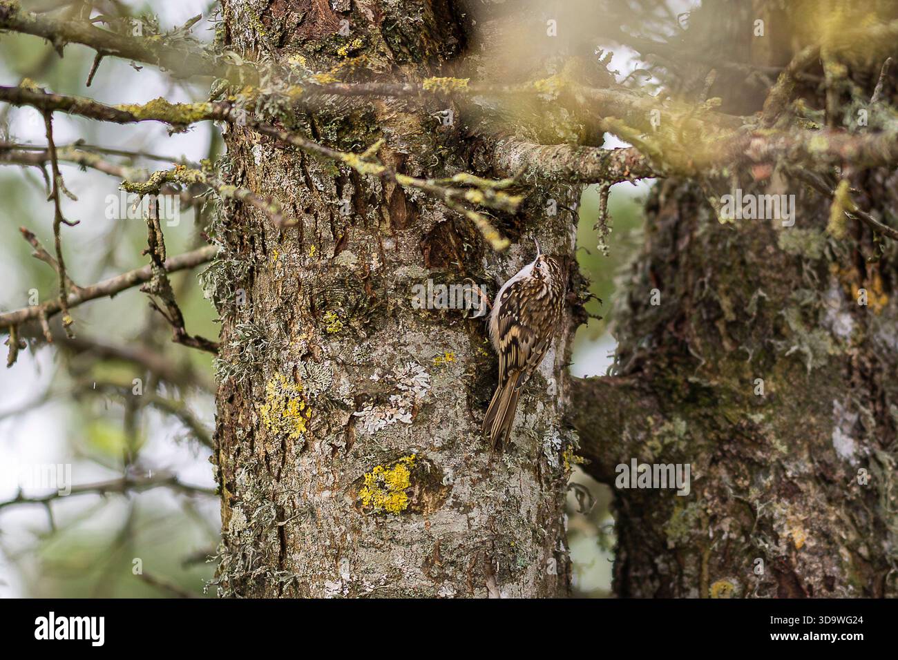 Long rigid tail hi-res stock photography and images - Alamy