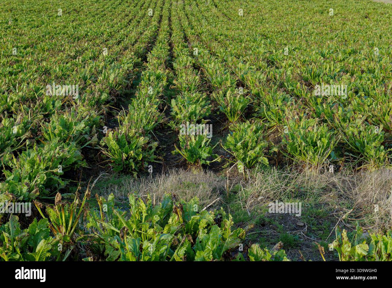 A large farm field is growing rows of sugar beets. The green leafy ...