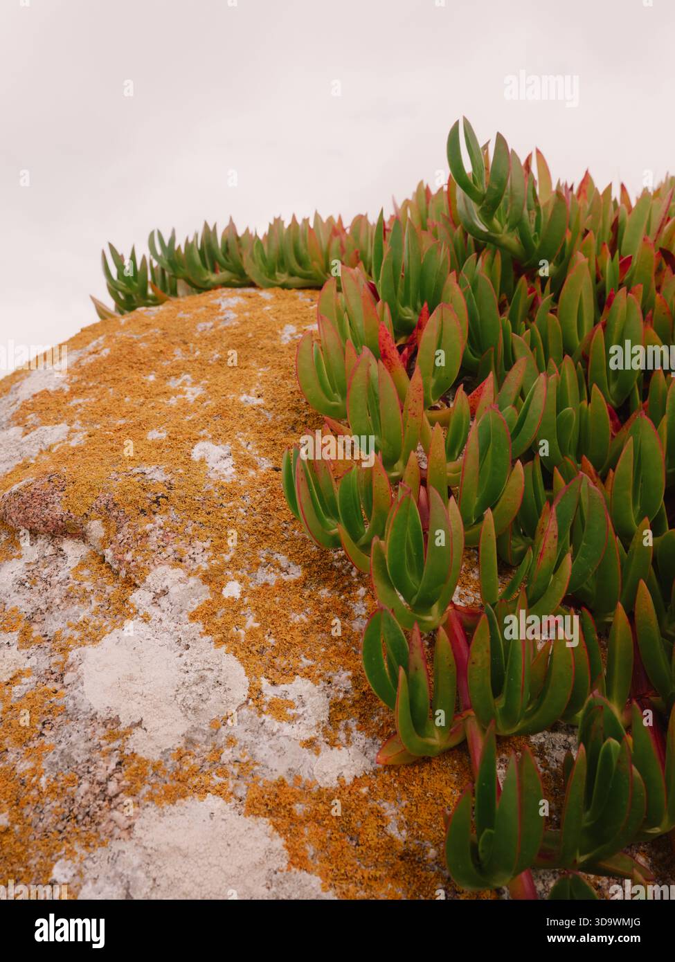 Carpobrotus chilensis commonly known hi-res stock photography and ...