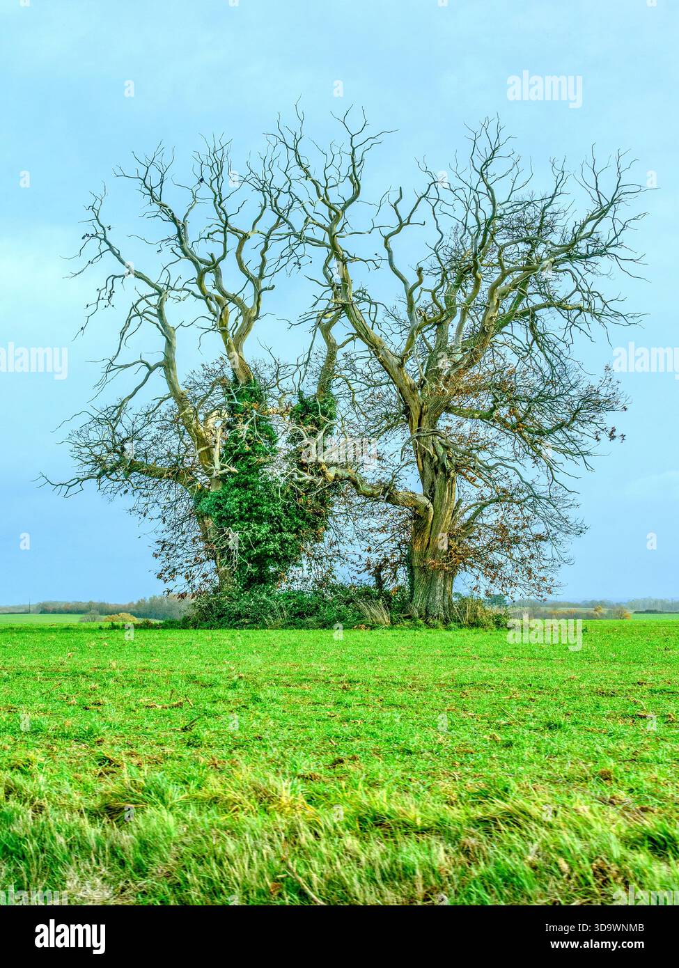 Sweet chestnut tree blight hi-res stock photography and images - Alamy