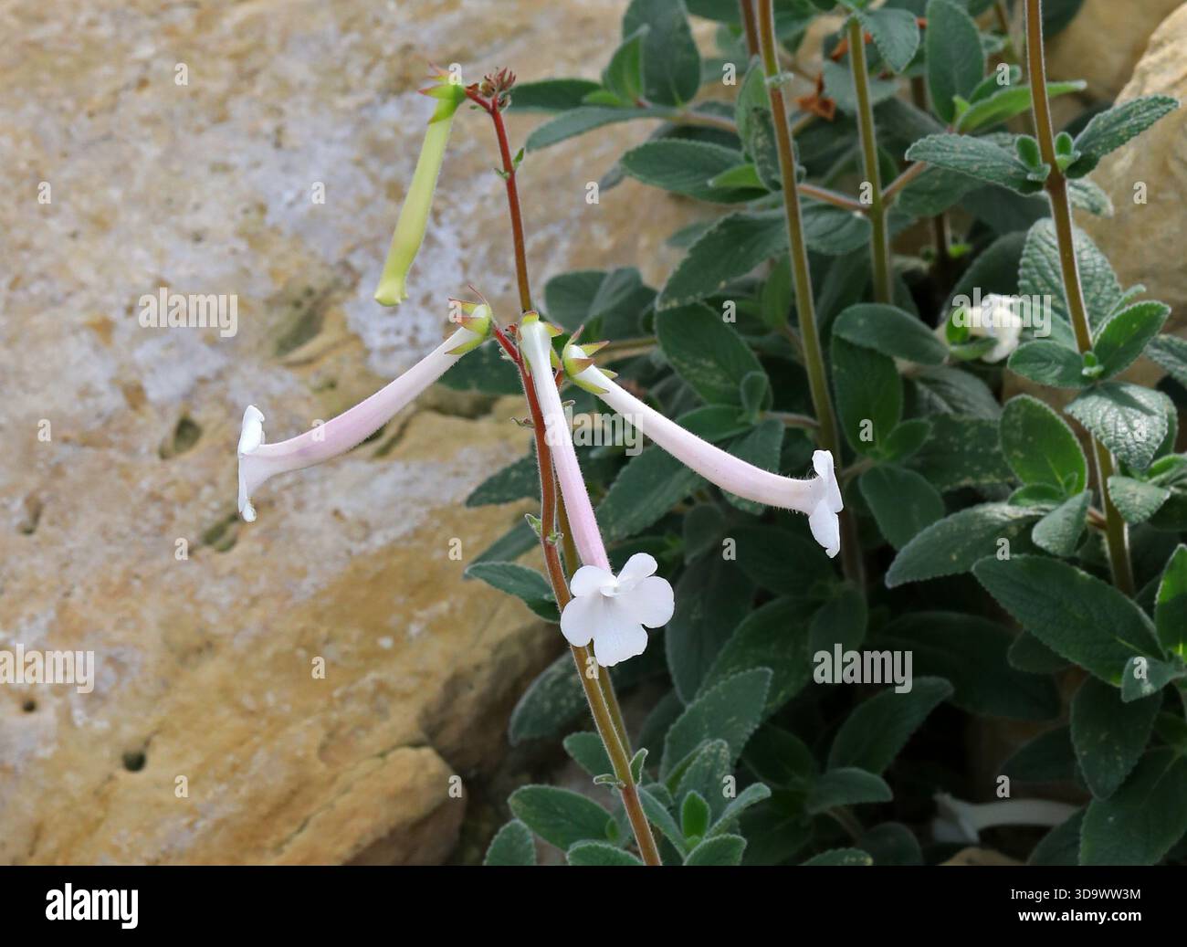 Trumpet-flowered Sinningia, Sinningia tubiflora, Gesneriaceae ...