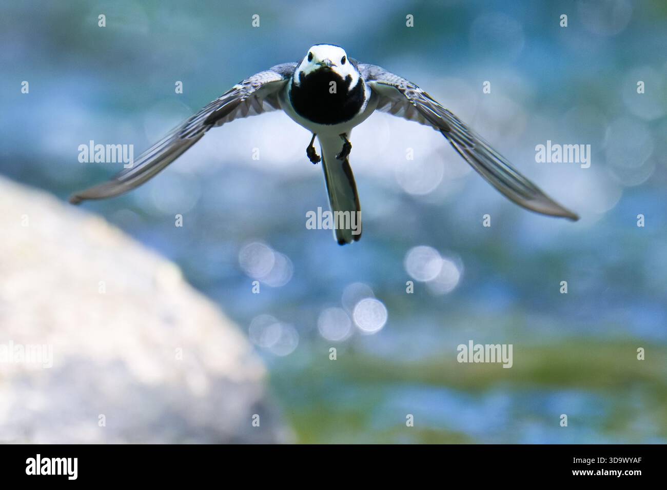 White Wagtail hunting insects in flight Stock Photo - Alamy