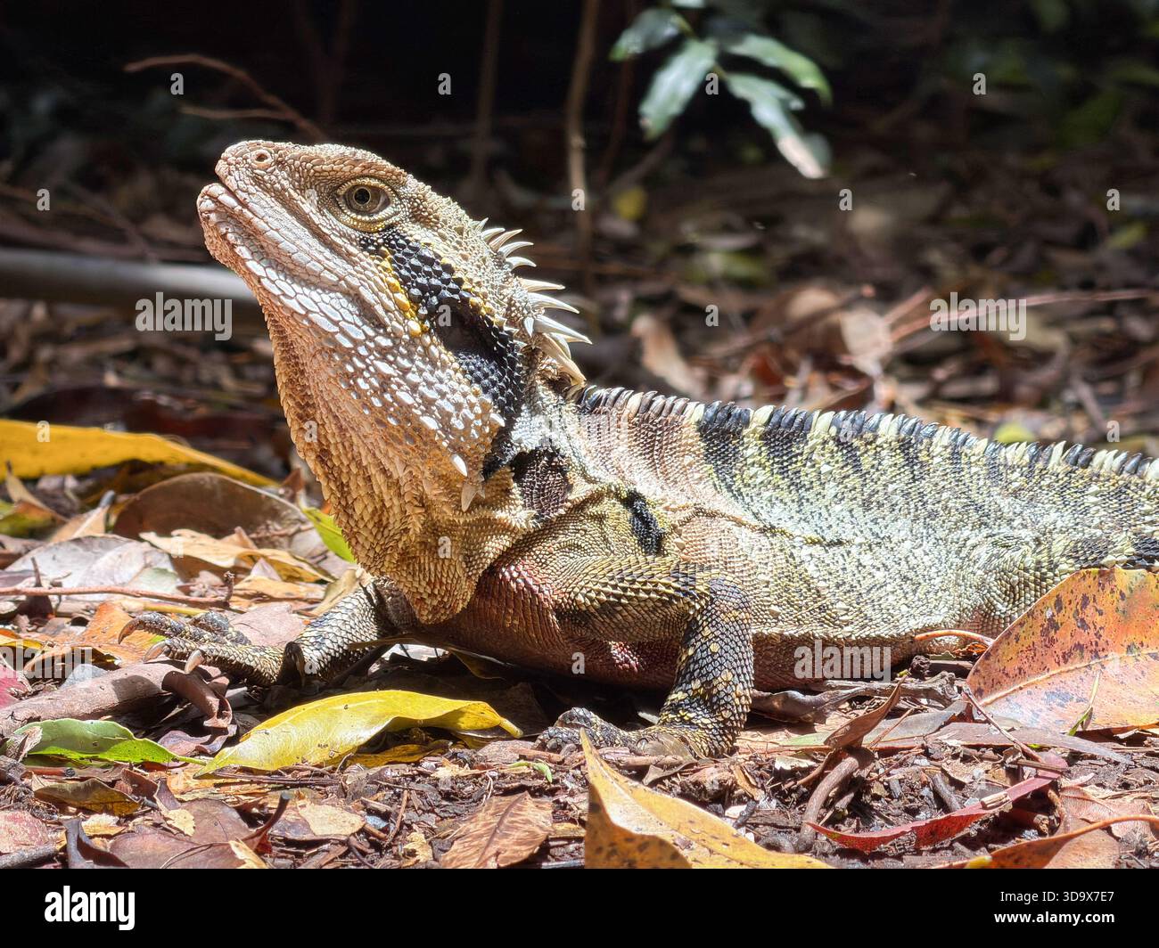 Closeup australian water dragon hi-res stock photography and images - Alamy