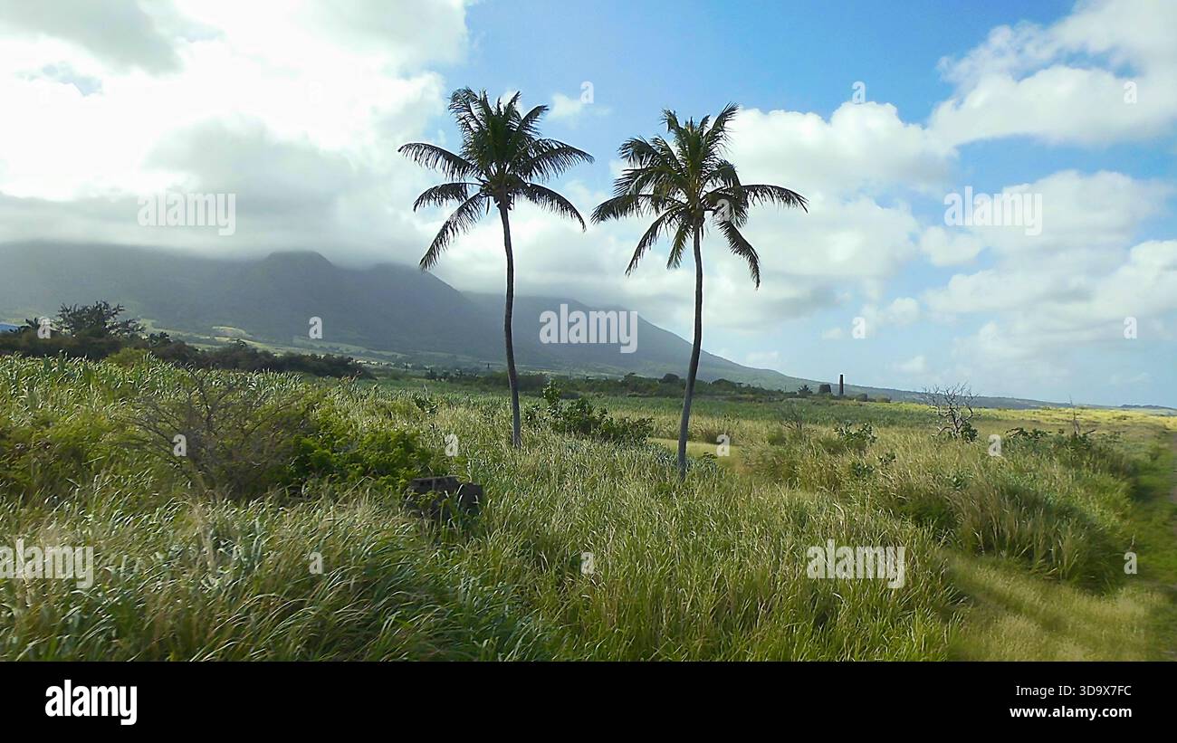 King plam trees bendng in the wnd on St Kitts Island Stock Photo - Alamy