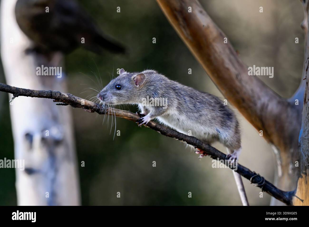 Power or stability climb hi-res stock photography and images - Alamy