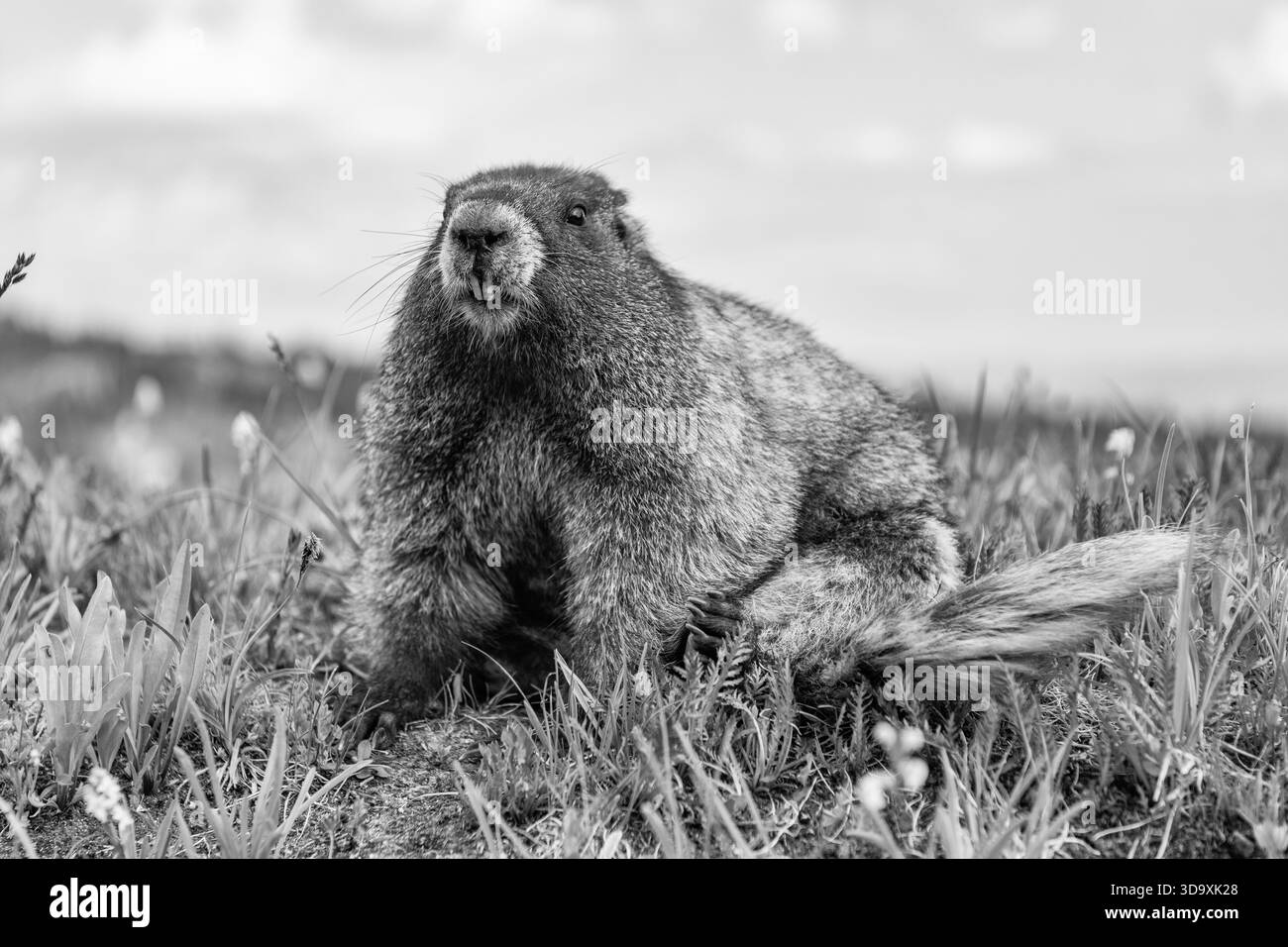 Capybara on the ground. Rodent groundhog. Rodent animal. Wildlife ...