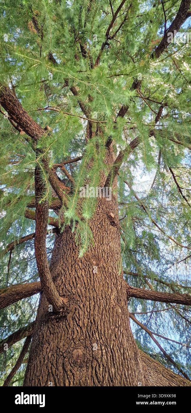 Tall old cedar tree with massive trunk photographed from below near ...