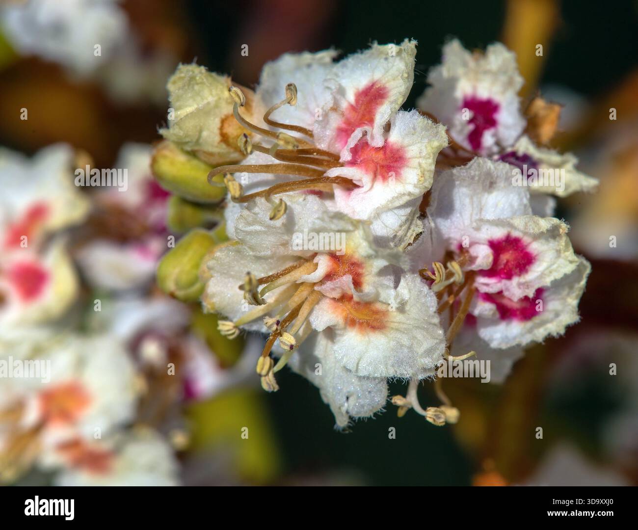 horse chestnut flowers in latin Aesculus hippocastanum also called as ...