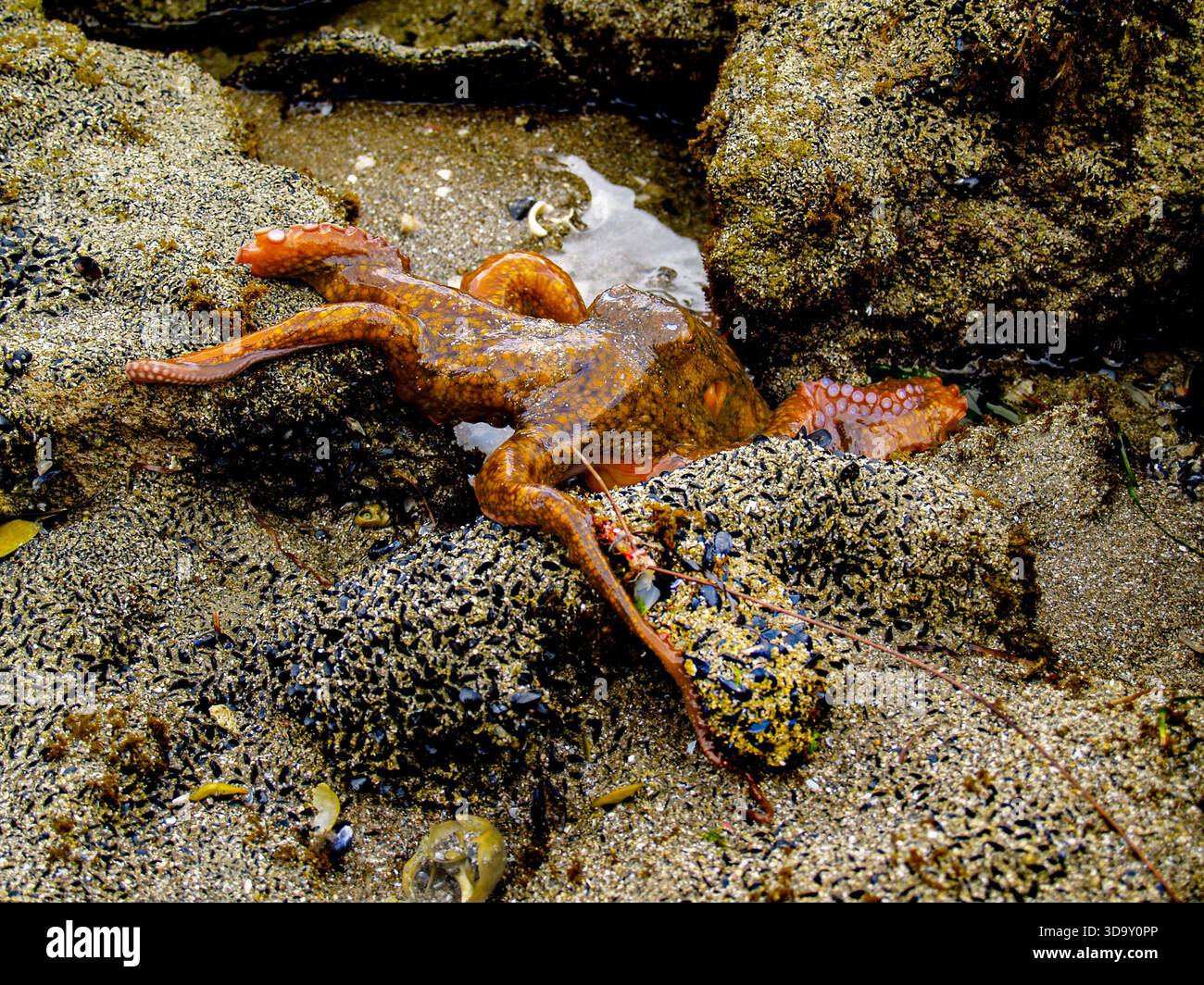 Orange octopus coming forward on rock showing its eight arms and what ...