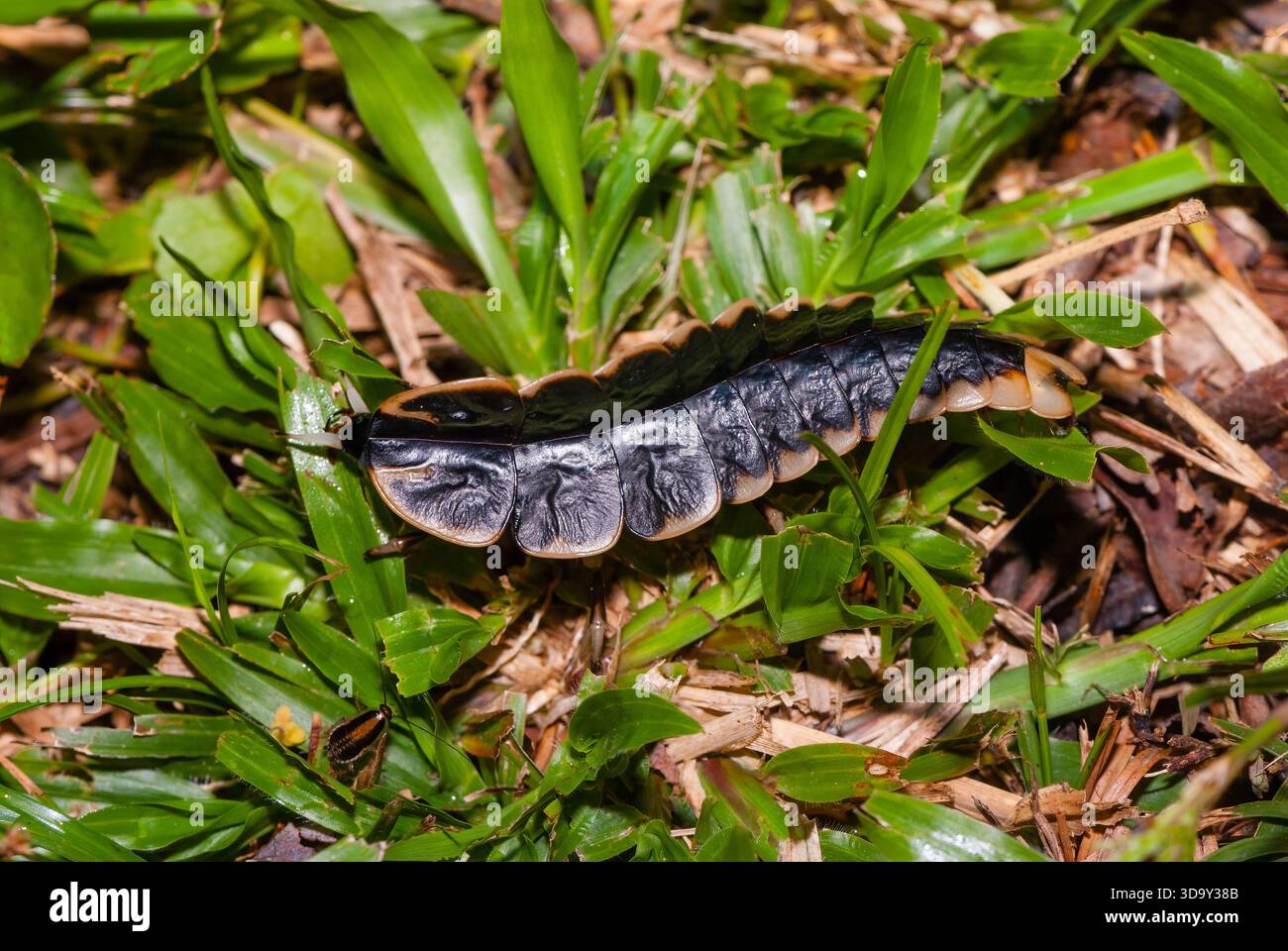 Lamprigera sp, Lamprigera larvae, largest firefly larvae in the world ...