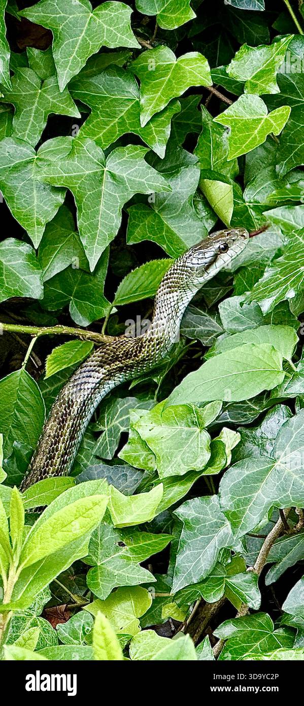 Japanese rat snake (Elaphe climacophora) camouflaged in dense ivy along ...