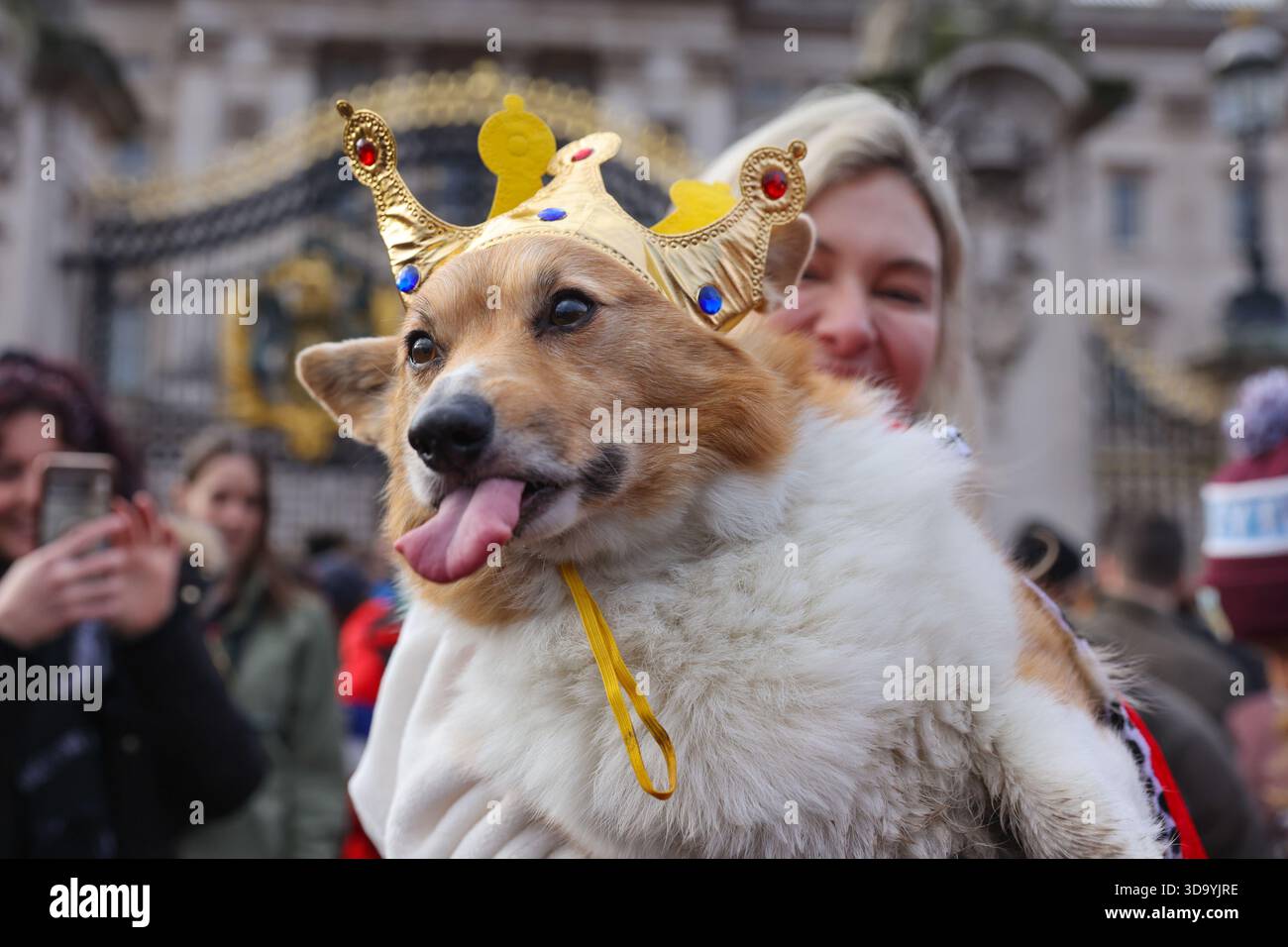 December 6, 2025, London, United Kingdom: A Corgi seen dressed in ...