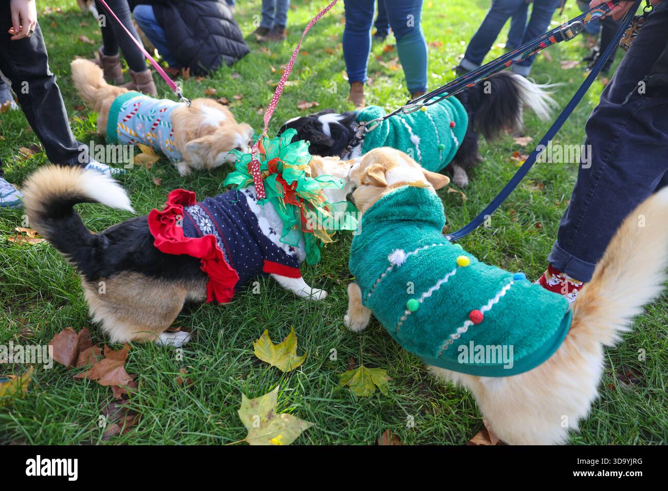 December 6, 2025, London, UK: Corgis dressed in Christmas jumpers take ...