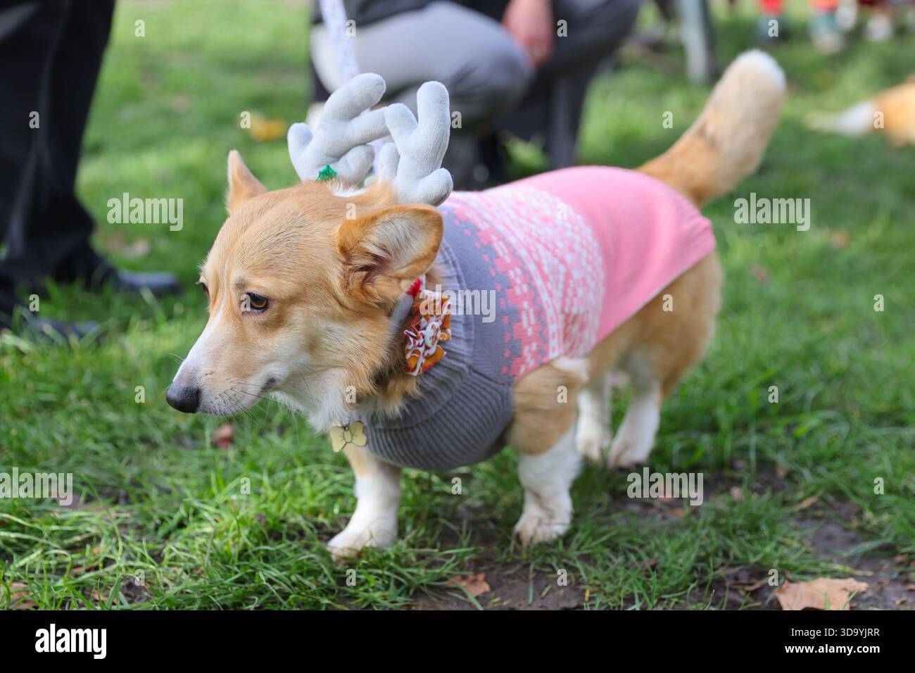 December 6, 2025, London, United Kingdom: A Corgi dressed in Christmas ...