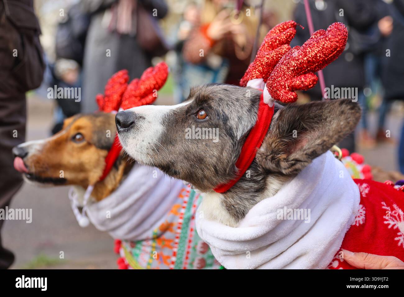 December 6, 2025, London, United Kingdom: Corgis seen dressed in ...