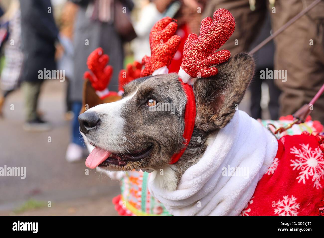 December 6, 2025, London, United Kingdom: A Corgi dressed in Christmas ...