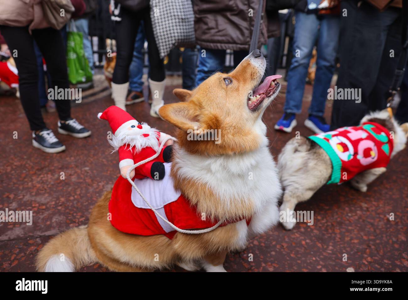 December 6, 2025, London, United Kingdom: Corgis seen dressed in ...