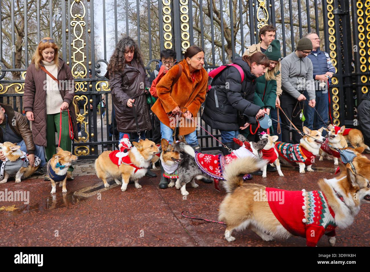 London, UK. 6th Dec, 2025. Corgis seen dressed in Christmas jumpers ...