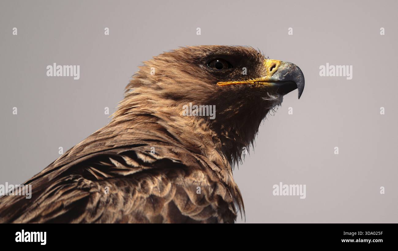 Image capturing East African birds in their natural environment ...