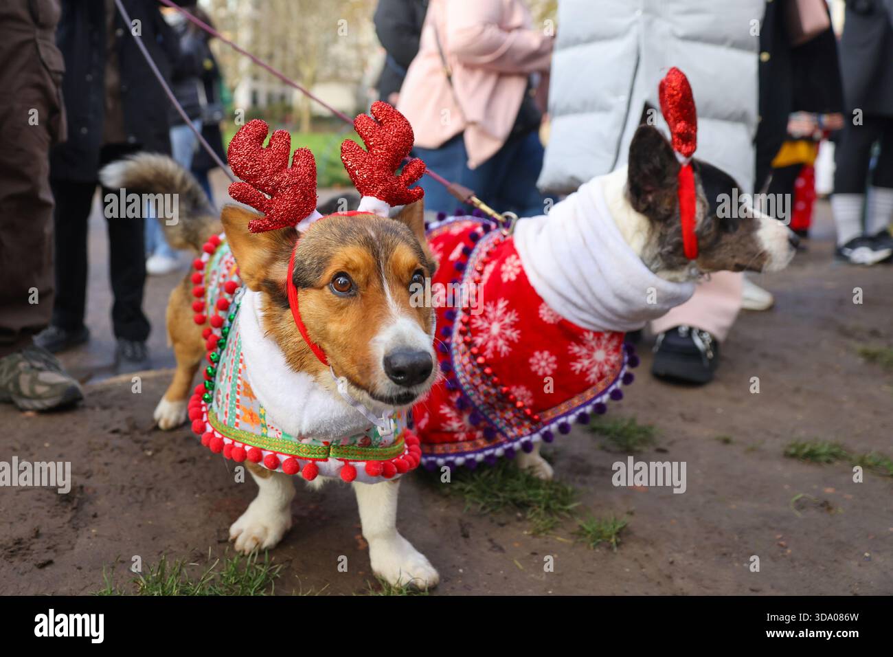 December 6, 2025, London, United Kingdom: Corgis seen dressed in ...