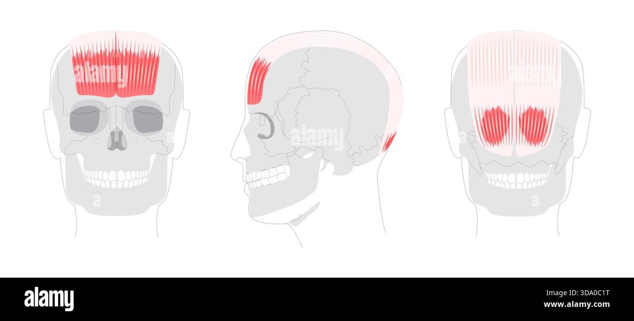 Occipitofrontalis - Human scalp muscle that raises the eyebrows and ...