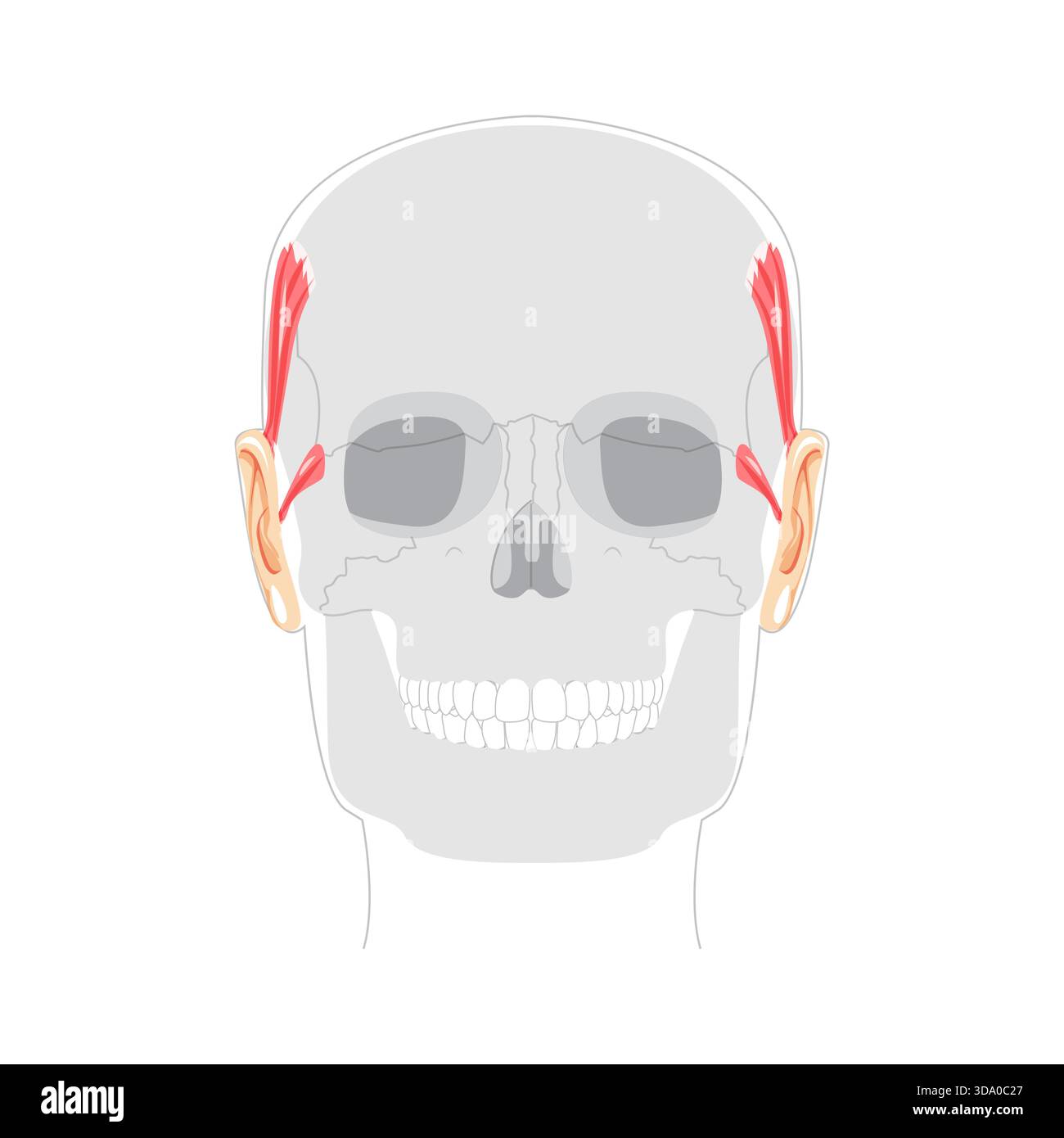 Superior Anterior auricular - Ear muscle illustrated in anatomy chart ...