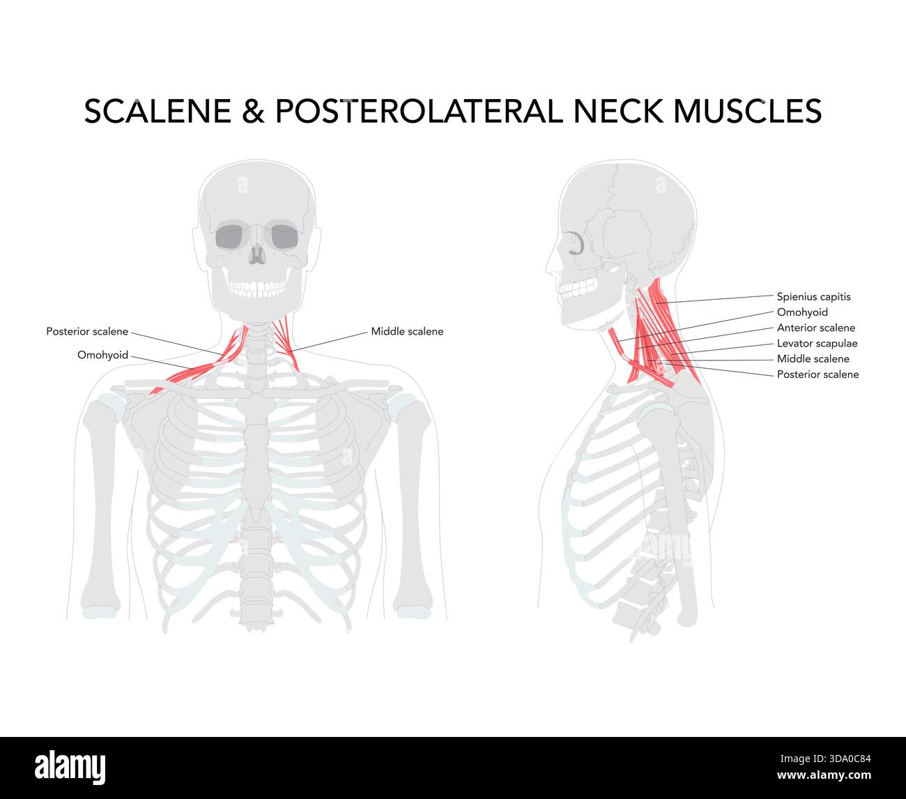 On side elevation Cut Out Stock Images & Pictures - Alamy
